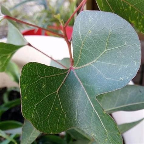 Brachychiton Rupestris Brachychiton Rupestris Brachychiton Rupestris
