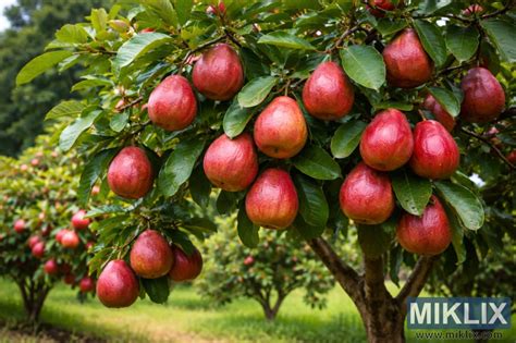 Image Red Malaysian Guava Tree Laden With Ripe Fruit Miklix