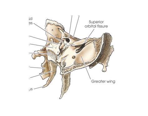 Sphenoid Bone Labeling Quiz