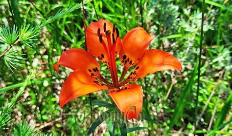 Lilium Philadelphicum Small Botanically Inclined Seed Adventures