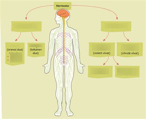 Psy3 Hermosto Diagram Quizlet