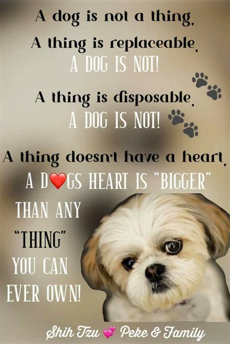 Shih Tzu Rescue 14 Best Places To Look For A Shih Tzu Artofit