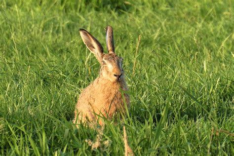 5000 Free Tortoise The Hare And Hare Images Pixabay