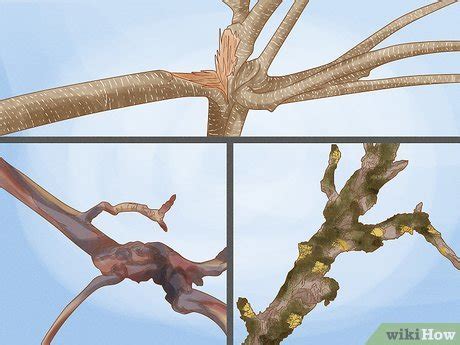 How To Prune A Pear Tree 12 Steps With Pictures WikiHow