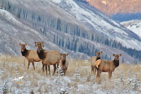 Home Wildlife Collision Prevention Program