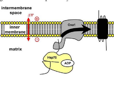 Figure 7 From The Essential Processes Of Fes Cluster Assembly And