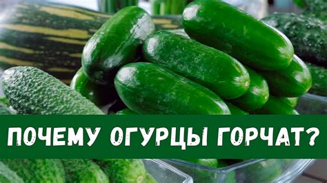 Выращивание огурцов. Лучшие сорта огурцов без горечи. - YouTube