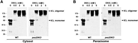 The Oligomerization Of Icl And Aox Is Unaffected In The Pex20ko Mutant Download Scientific