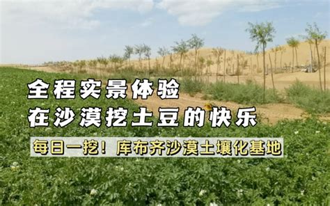 全程实景体验，体验在沙漠狂挖土豆的快乐！ 我和沙漠有个约定 我和沙漠有个约定 哔哩哔哩视频