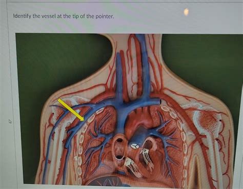 solved identify the vessel at the tip of the