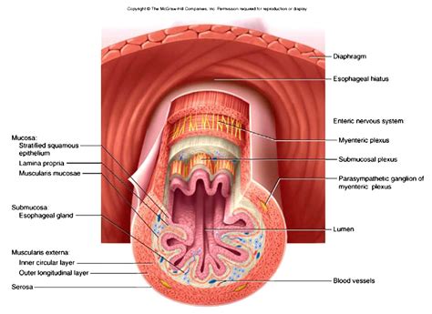 Tissue Layers Of Gi Clinical Anatomy And Operative Surgery