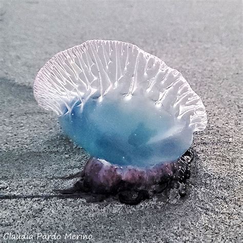 Portuguese Man Of War How To Survive A Portuguese Man O War Sting