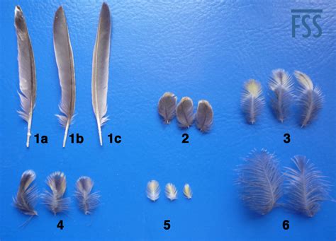 Part 3 Plumage Fine Spangled Sort
