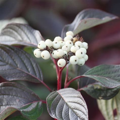 Overdevest Nurseries Lp Cornus Ser Baileyi