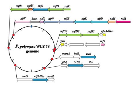 Genomic Location Of The Paenibacillus Polymyxa Wly78 Nif Gene Cluster