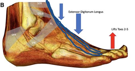 Extensor Digitorum Longus Muscle Origins Function