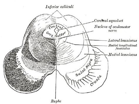 Quadrigeminal Plate Anatomy Anatomy Of The Nervous System