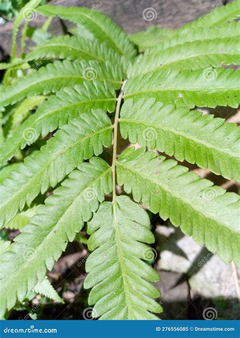 Macrophile Ferns Are Ferns With Very Broad Leaves Stock Image Image