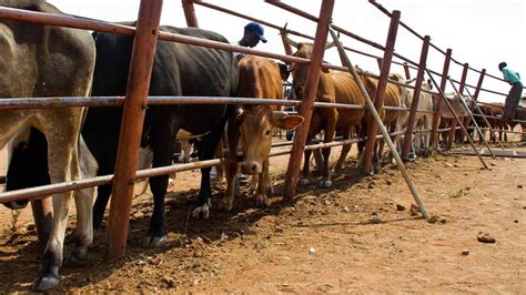 Reversing Desertification With Livestock Our World