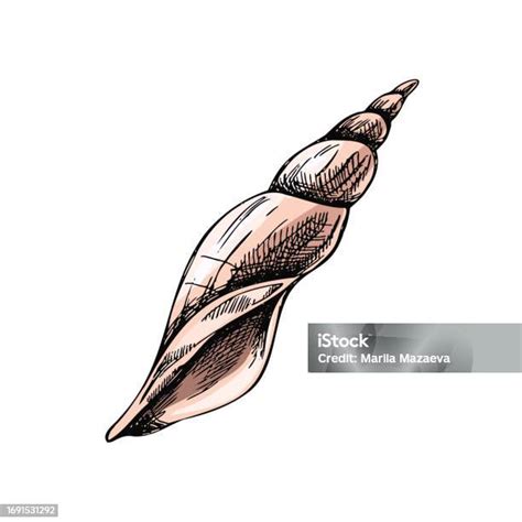 조개껍데기 조개 소라의 손으로 그린 컬러 스케치 가리비 조개껍데기 흰색 배경에 분리된 스케치 스타일 벡터 그림 가리비에 대한 스톡 벡터 아트 및 기타 이미지 Istock