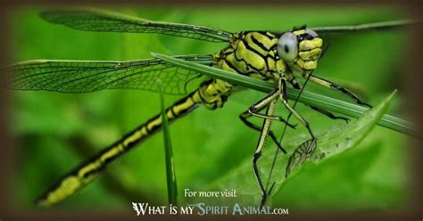 Dragonfly Symbolism And Meaning Plus Dragonfly As A Spirit Totem