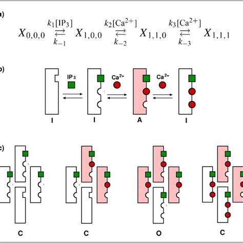 schematic representation of the stochastic model a scheme of the