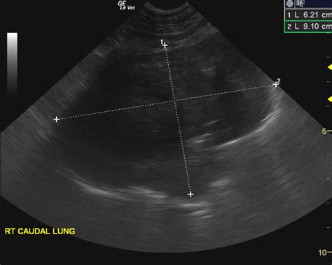 Renal Mass Lung Neoplasia In A 10 Year Old Mn Labrador Retriever Mix