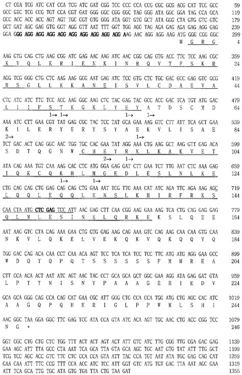 The Nucleotide Sequence And The Deduced Amino Acid Sequence Of
