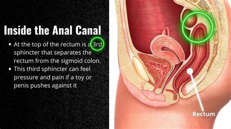 Sexual Penetration Anatomy Female And Male Sexual Anatomy Video