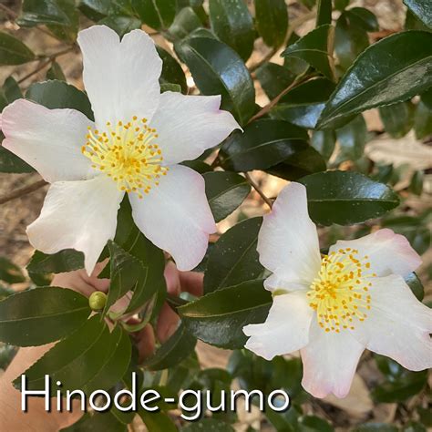 Camellias