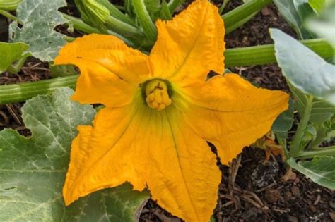 Hand Pollination Summer Gardening Skills Master Class Sustainable Gardening Australia