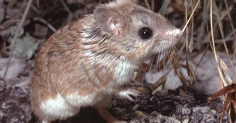 Southern Grasshopper Mouse Fictionrulezforever Wiki Fandom