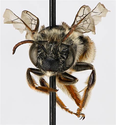 Melissodes Bugguidenet