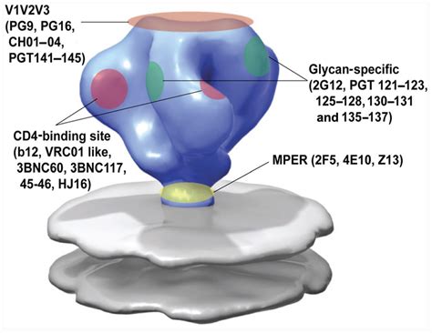 Epitope Specificity Of Known Broadly Neutralizing Antibodies To Hiv 1
