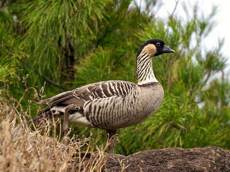 40 Fascinating Facts About The Hawaiian Goose Swans