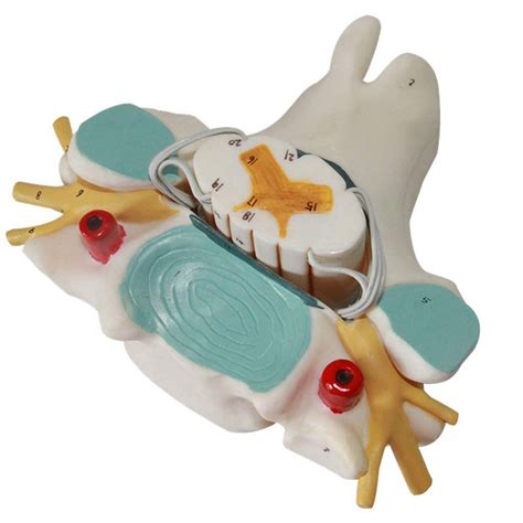 Buy Anatomy Model Assembly Educational Model Cervical Spinal Cord And