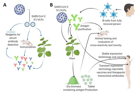 Examples Of Biotechnology In Plants