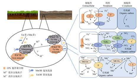铁锰氧化菌诱导土壤重金属生物成矿研究进展