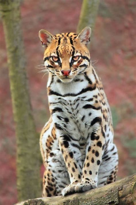 A Presença Dos Animais Gatos Exóticos Gatos Selvagens Grande Felino