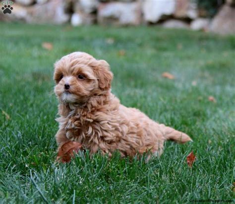 How Much Are Shih Poo Puppies Toy Shihpoo Puppies For Sale