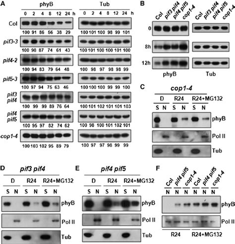 Pif Mutants Accumulate Higher Phyb Levels Compared With The Wild Type Download Scientific Diagram