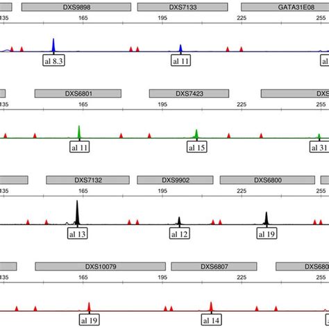 Electropherogram Of The Allelic Ladder For The 17 X Str Multiplex