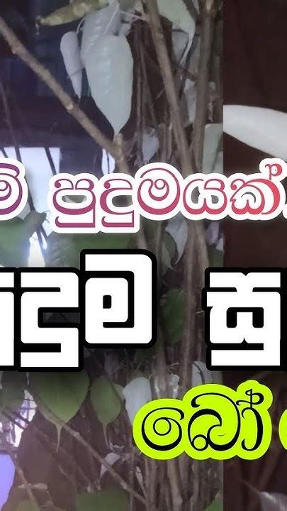 අදහගන්නත් බෑ 😱මෙච්චර ලස්සනට සුදුම සුදු පාට බෝ කොළ කවදාවත් මම දැකල නෑ බලන්න ලස්සන අනේ සාධු