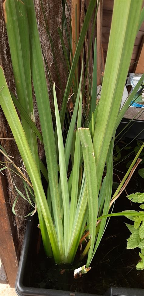 Snapc119  Free Image Hosting Service