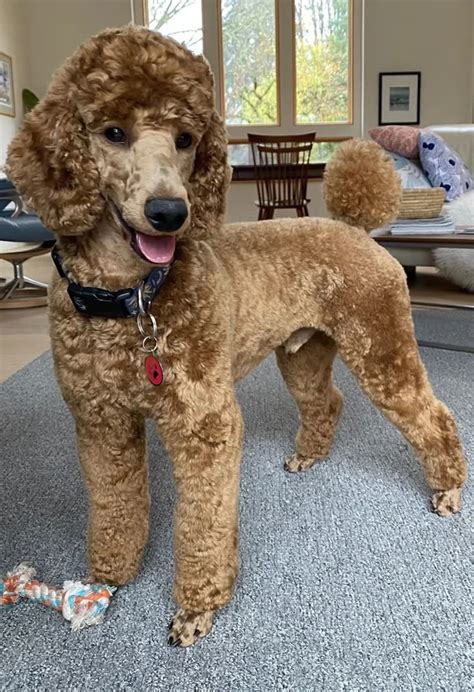 Summer Cut For Standard Poodle Poodle Haircut Styles