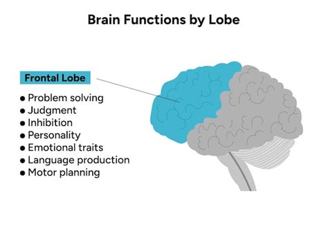 Brain Functions By Lobe Frontal Lobe Premium Vector
