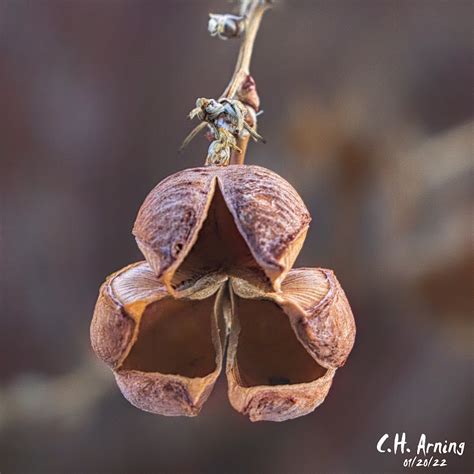 Empty Seed Pod Chuck Arning Empty Seed Pod