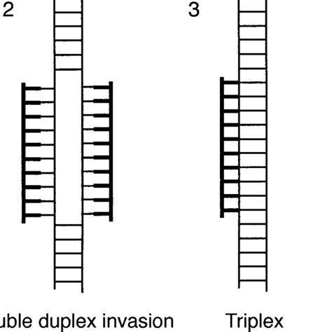 Schema Of Pna Binding Modes For Targeting Doublestranded Dna Peptide Download Scientific