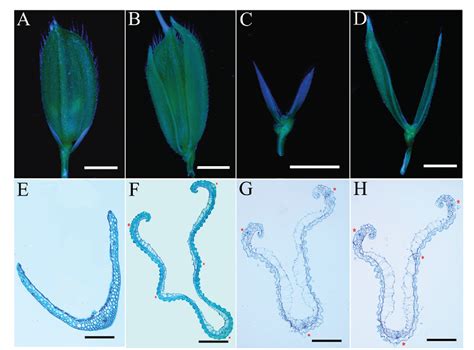 Figure 2 From G1ele Functions In The Development Of Rice Lemmas In
