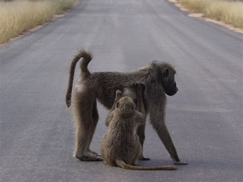 On The Scope Of Scientific Hypotheses Royal Society Open Science